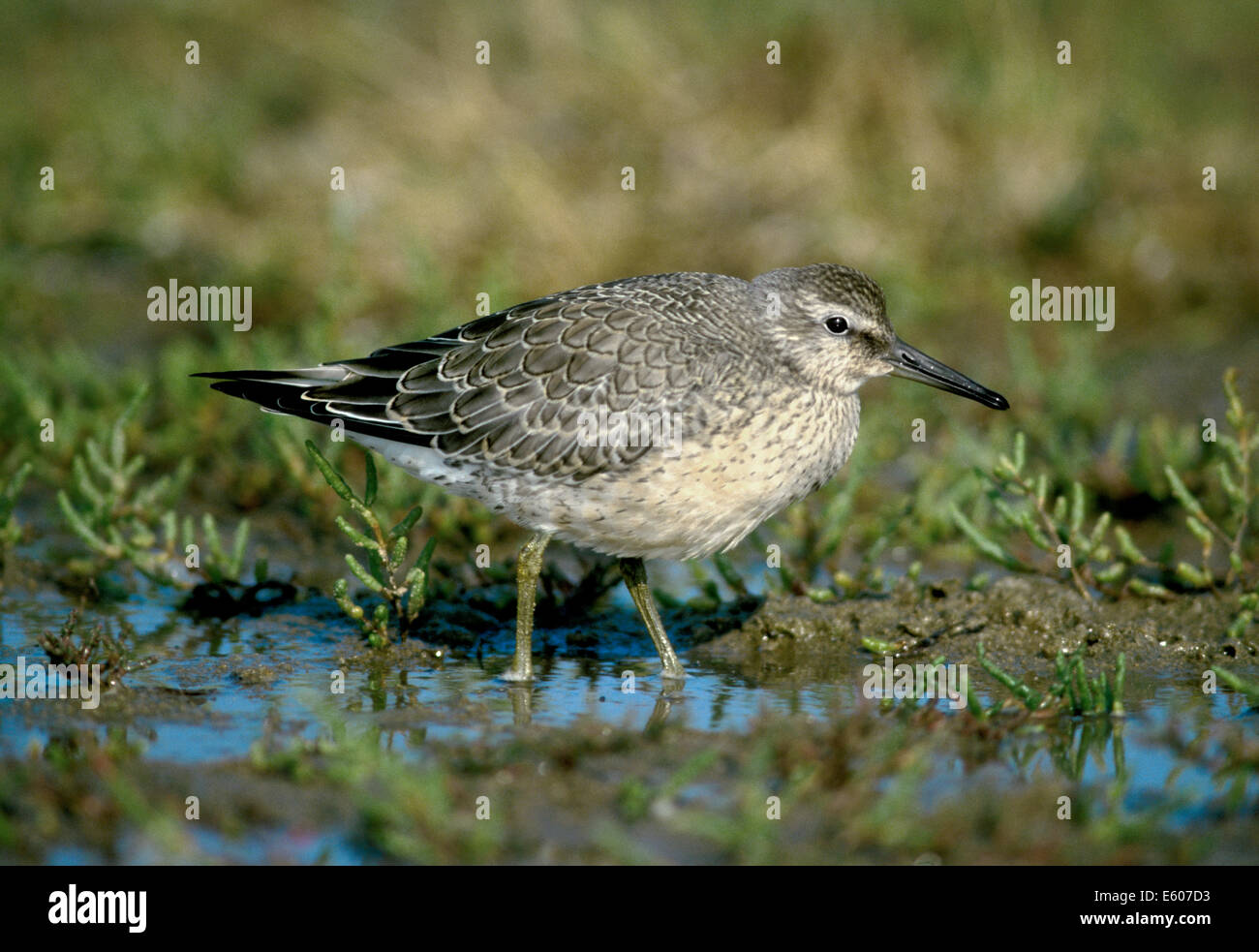 Knot Calidris canutus Stock Photo - Alamy