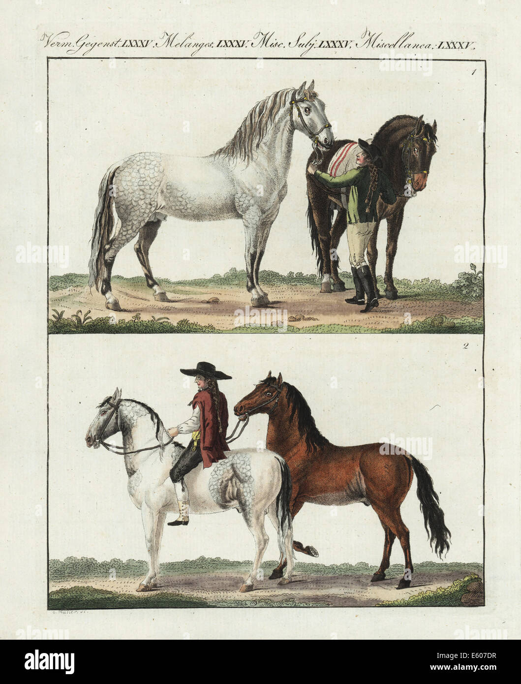 Breeds of horses, 18th century: Napolitan and Spanish Stock Photo - Alamy