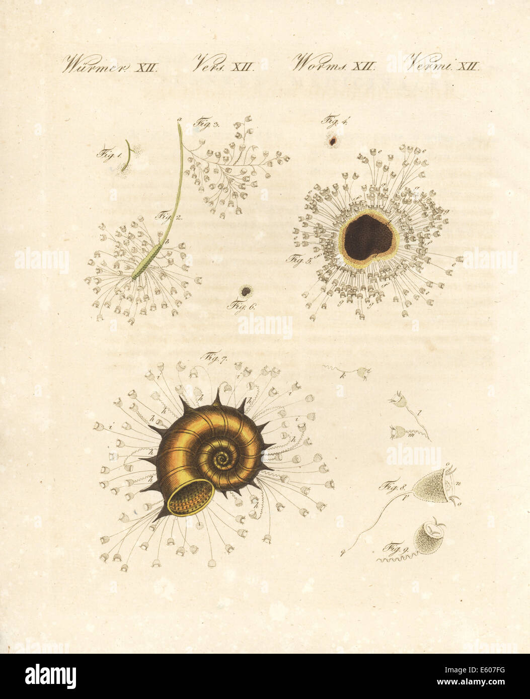 Cup-shaped polyps, magnified under a microscope, 18th century Stock ...