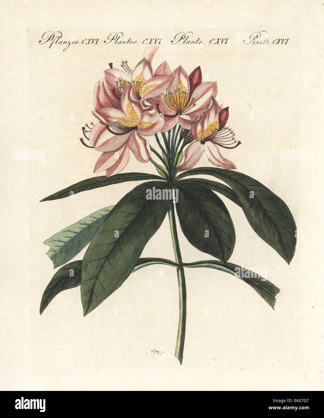 The pontic rhododendron hi-res stock photography and images - Alamy