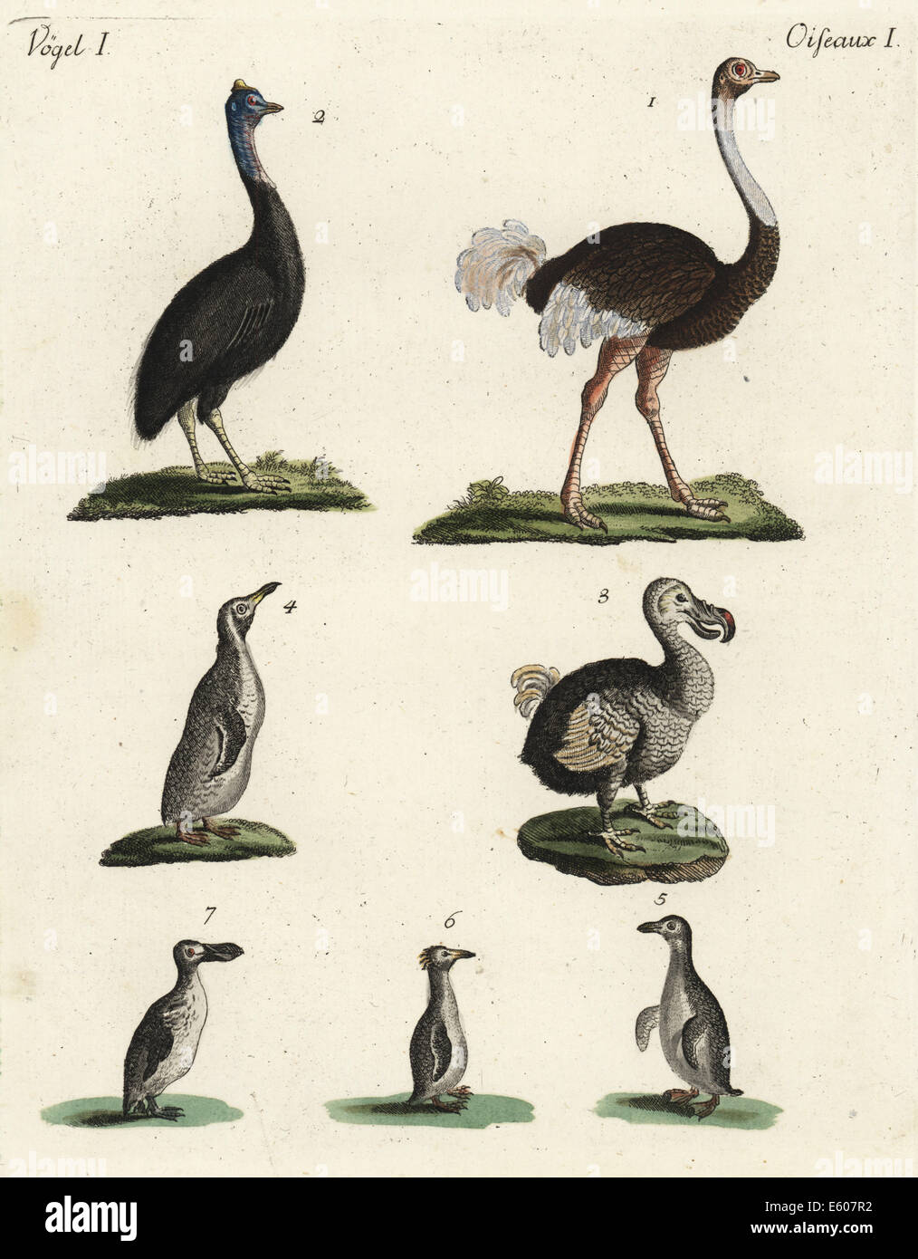 Ostrich, cassowary, extinct dodo, penguin, Emperor penguin, etc Stock ...