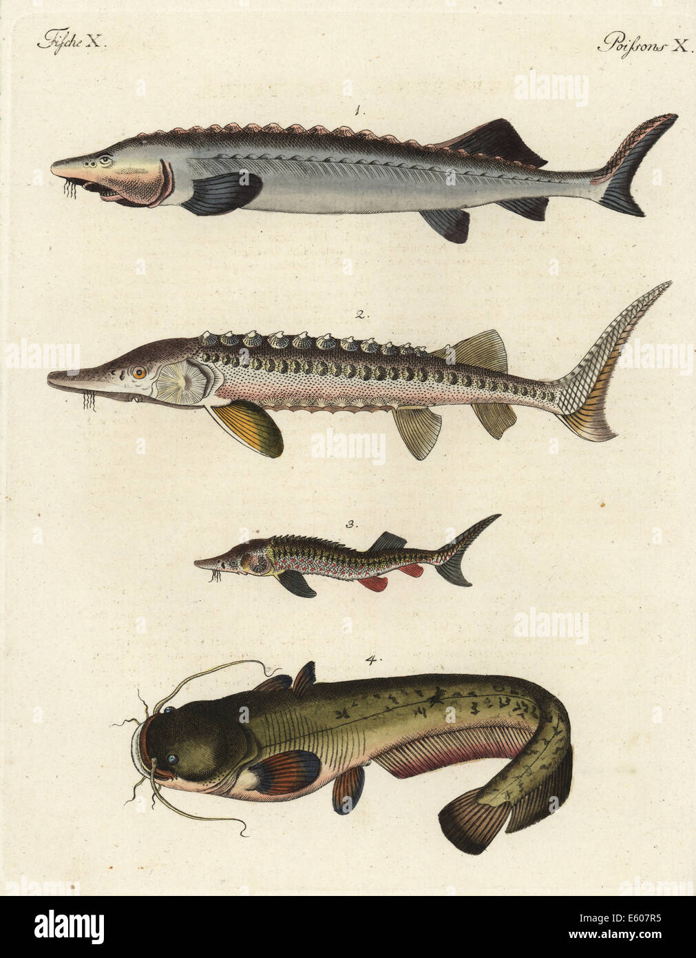 European sea sturgeon and wels catfish hi-res stock photography and ...