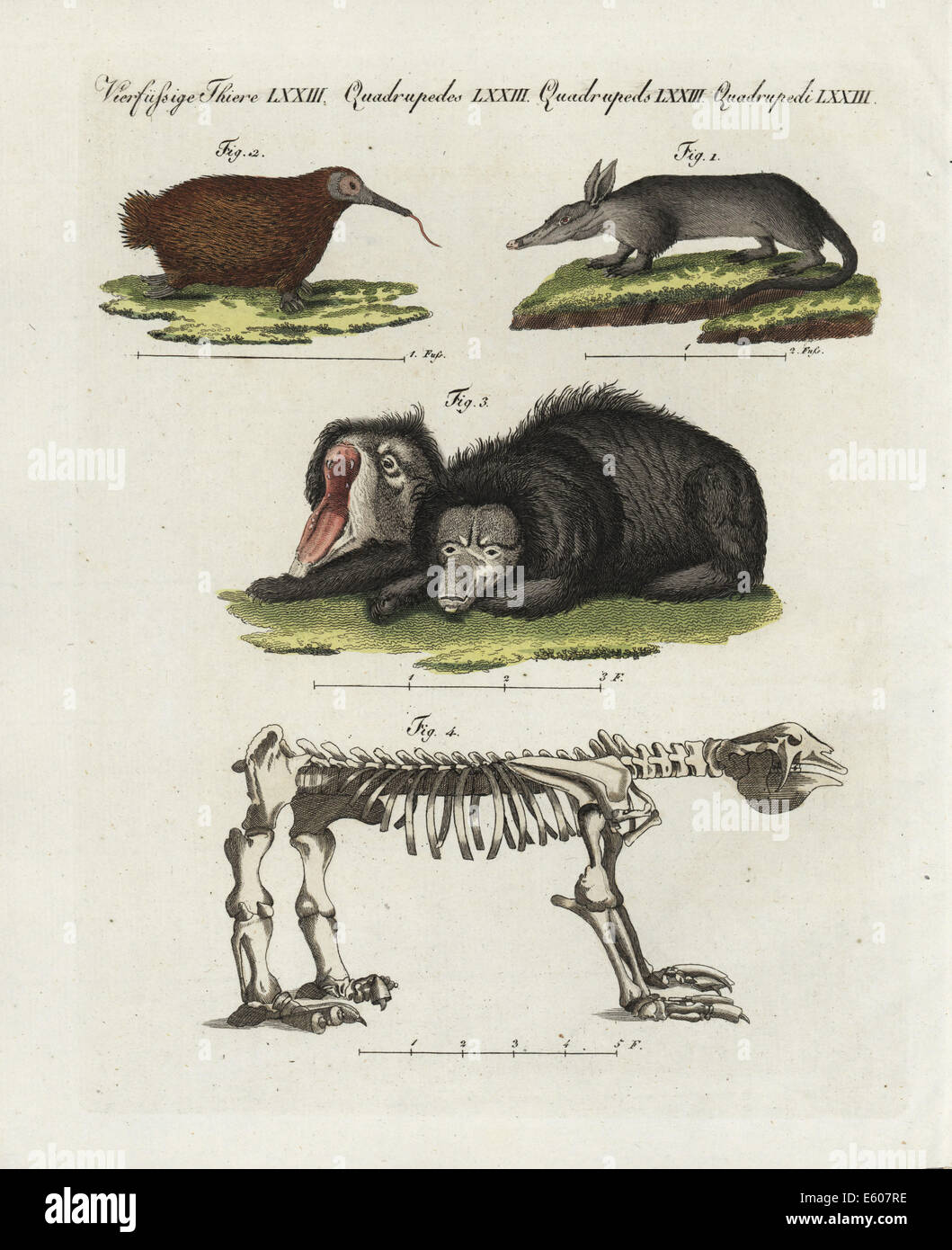 Aardvark, short-beaked echidna, sloth bear, and extinct Megatherium ...