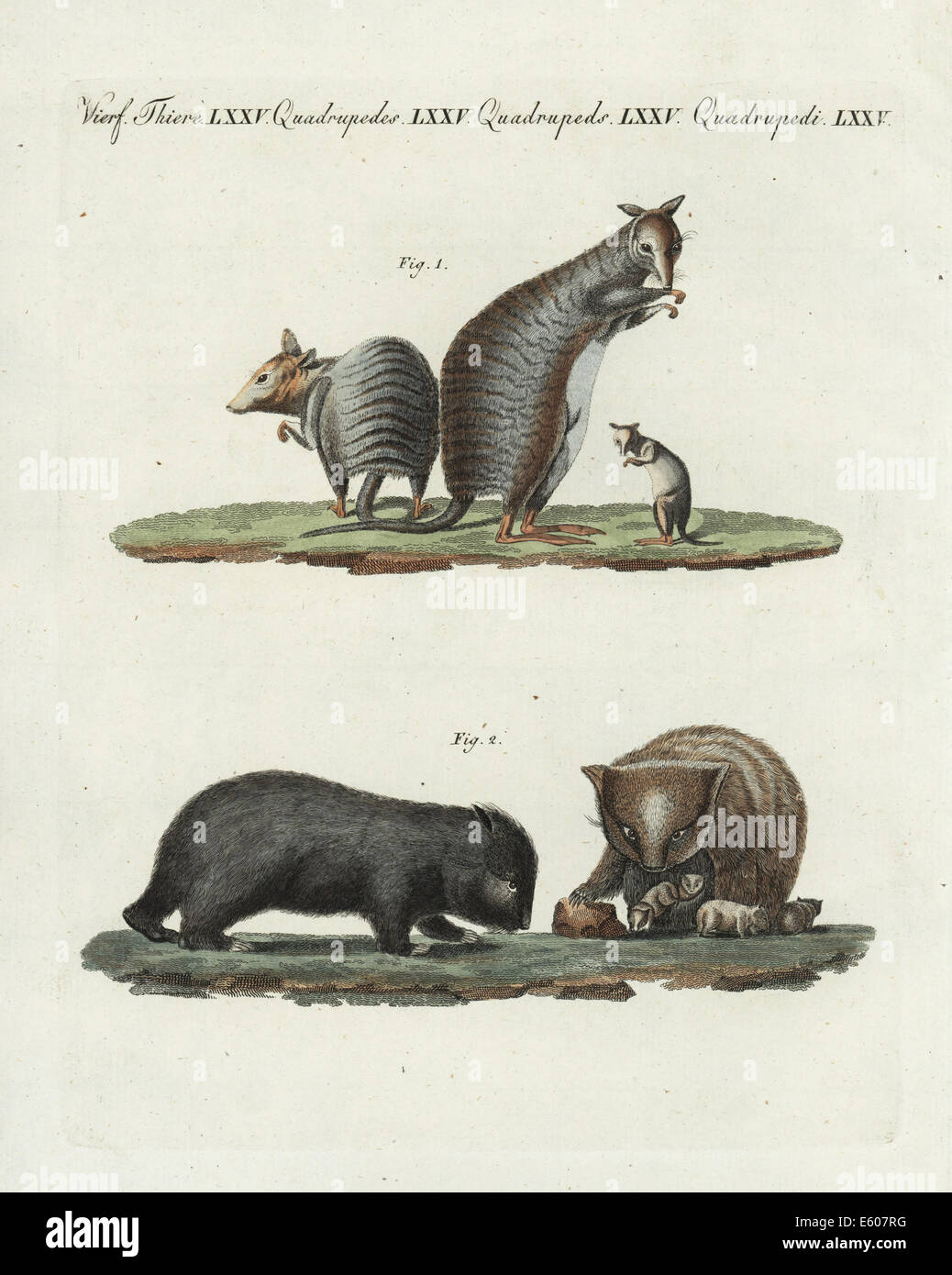 Banded hare wallaby and extinct King Island wombat Stock Photo - Alamy