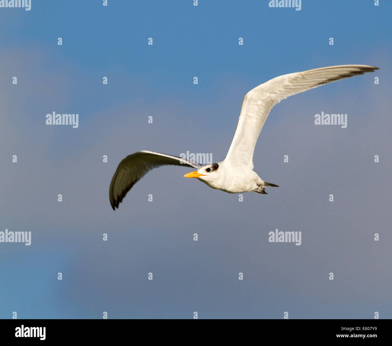 A young royal tern (Thalasseus maximus) flying, Galveston, Texas, USA ...