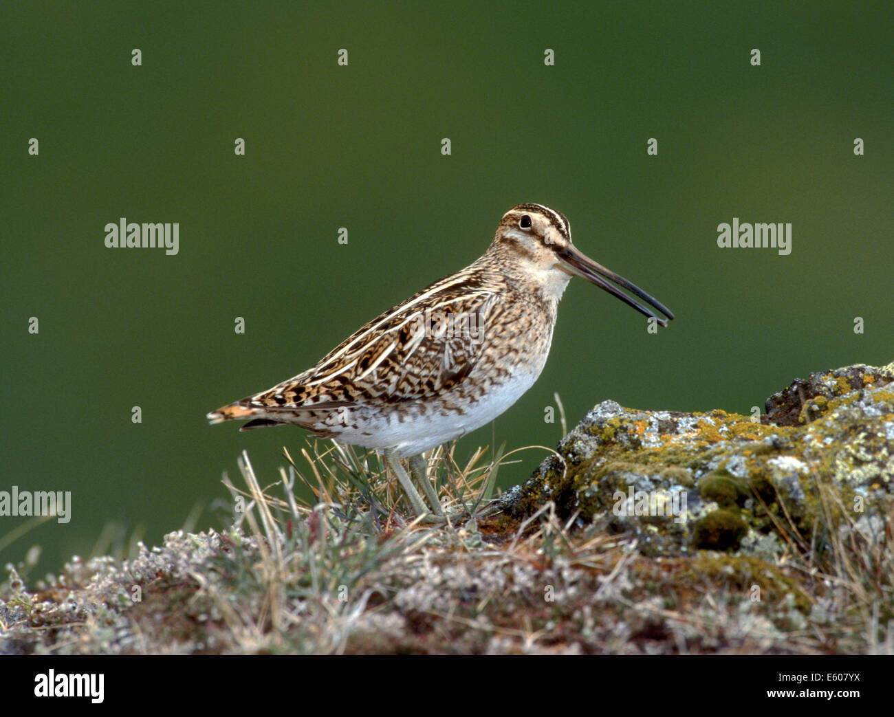 Gallinago hi-res stock photography and images - Alamy