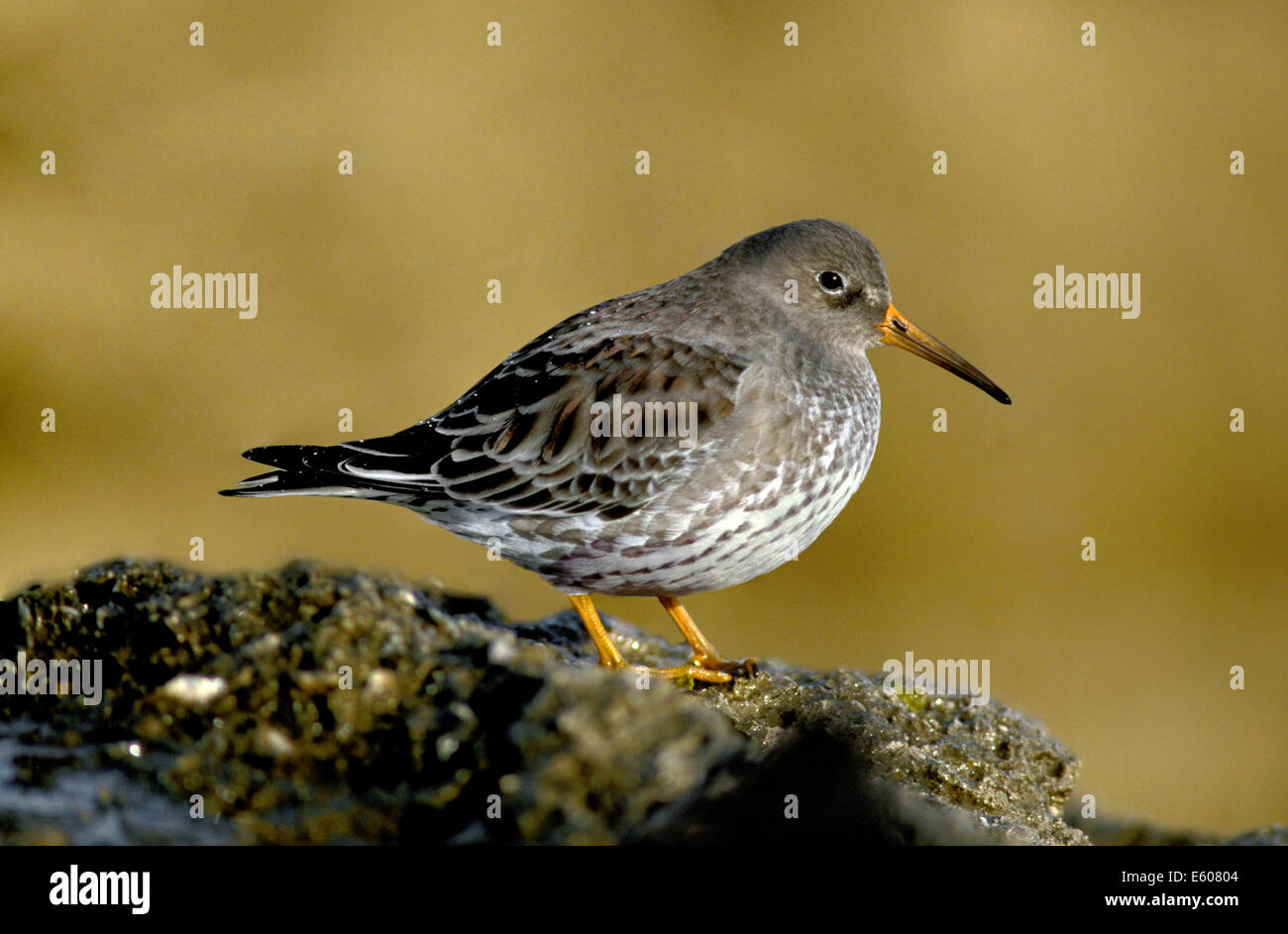 Purple sandpiper winter plumage hi-res stock photography and images - Alamy