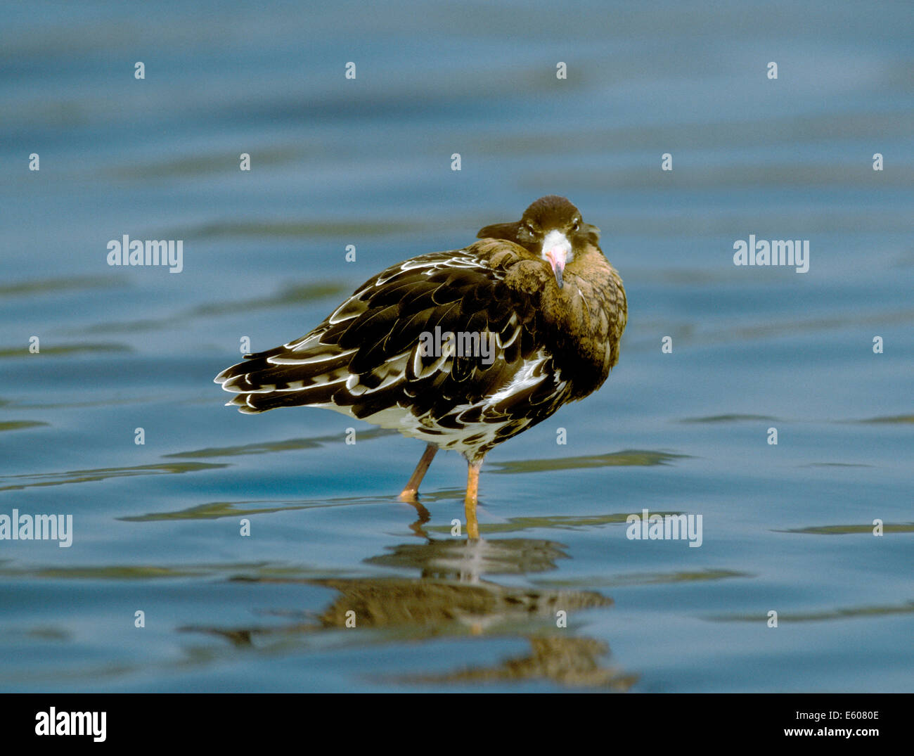 Ruff bird close up hi-res stock photography and images - Alamy