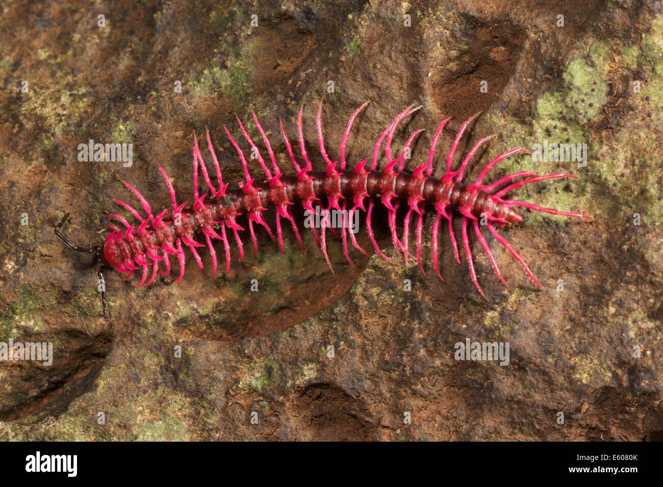 Pink Dragon Millipede