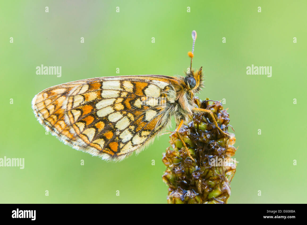 Assmanns fritillary butterfly melitaea britomartis hi-res stock ...