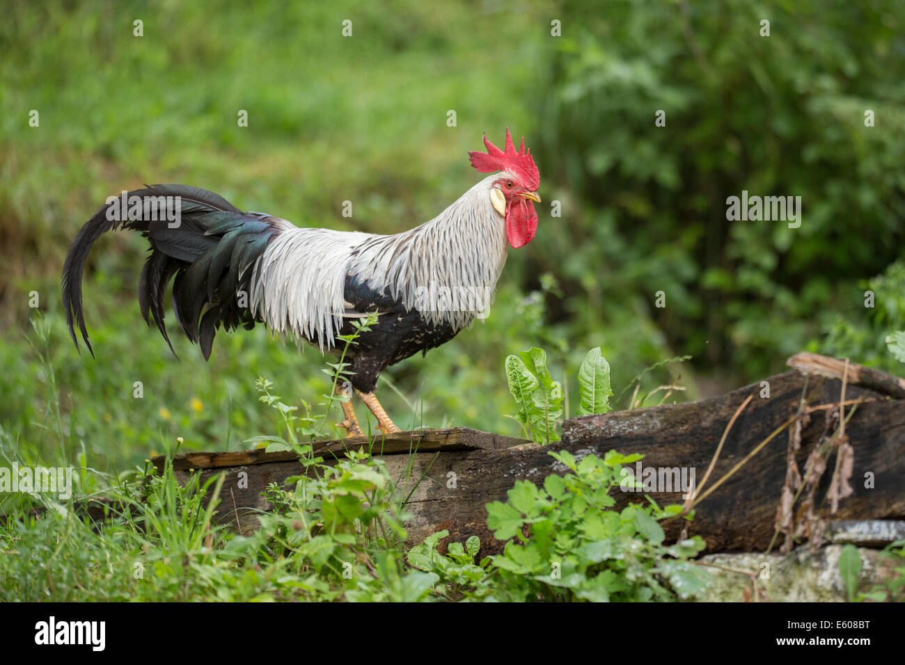 Silver Leghorn Chickens