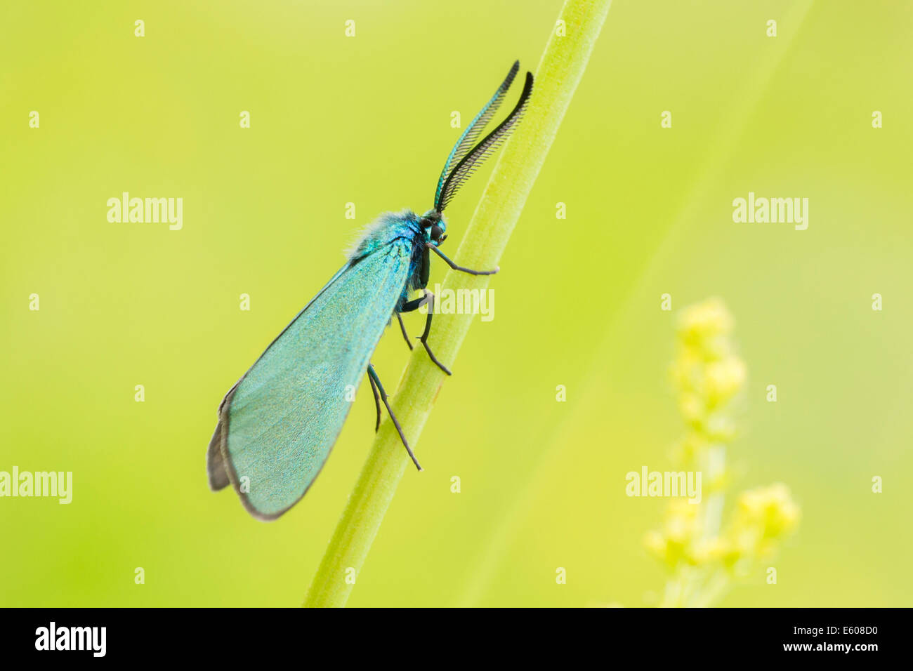 Male Green Forester moth (Adscita statices Stock Photo - Alamy