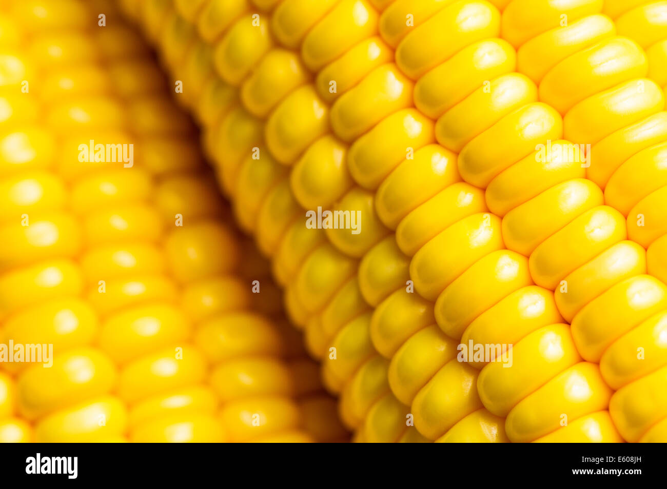 Sweetcorn corn agriculture hi-res stock photography and images - Alamy