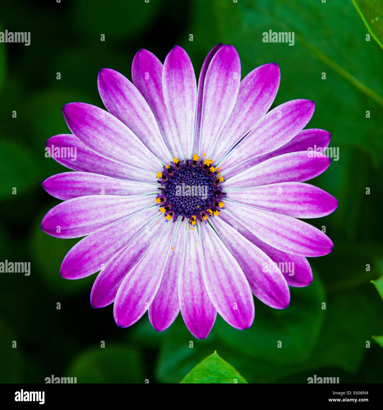Purple and white daisy hi-res stock photography and images - Alamy