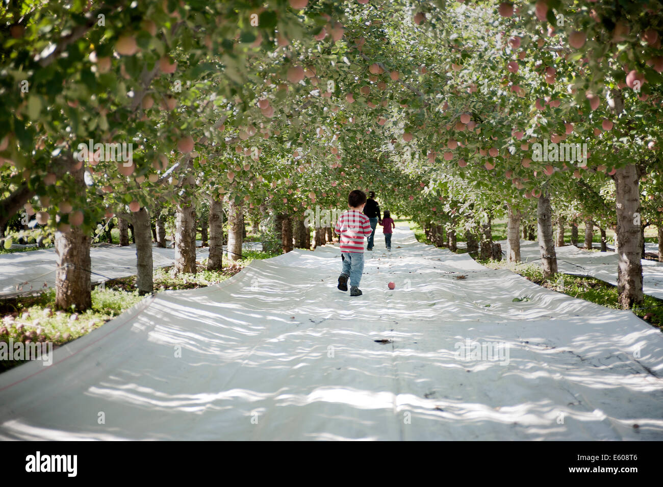 Orchard farm hi-res stock photography and images - Alamy