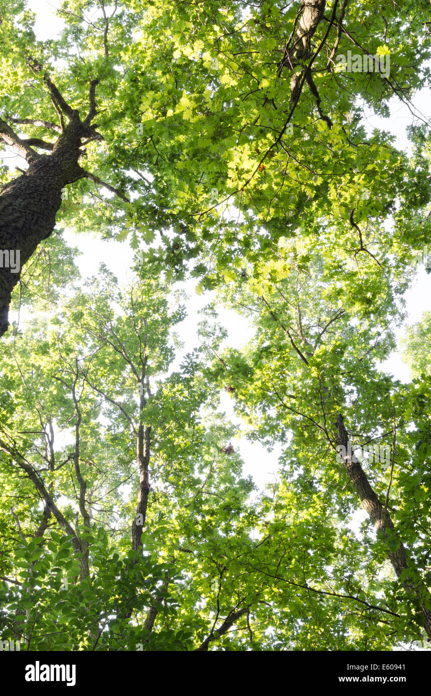 bottom view of trees in summer forest Stock Photo - Alamy