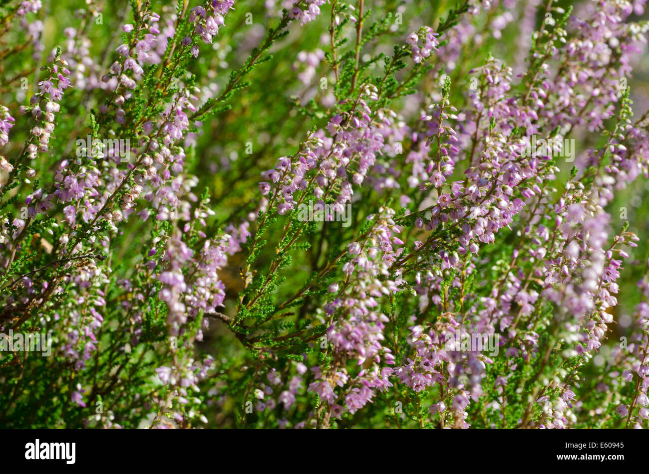 Heather twig hi-res stock photography and images - Alamy
