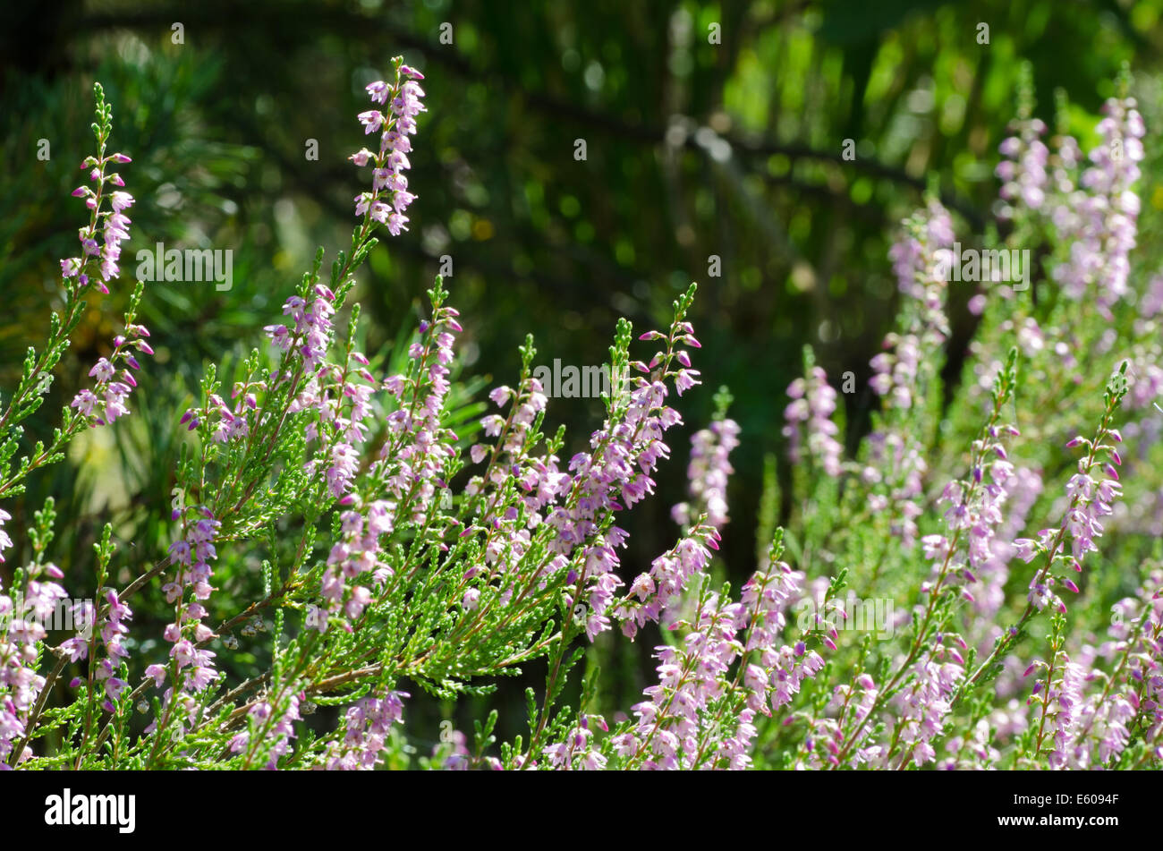 Heather twig hi-res stock photography and images - Alamy