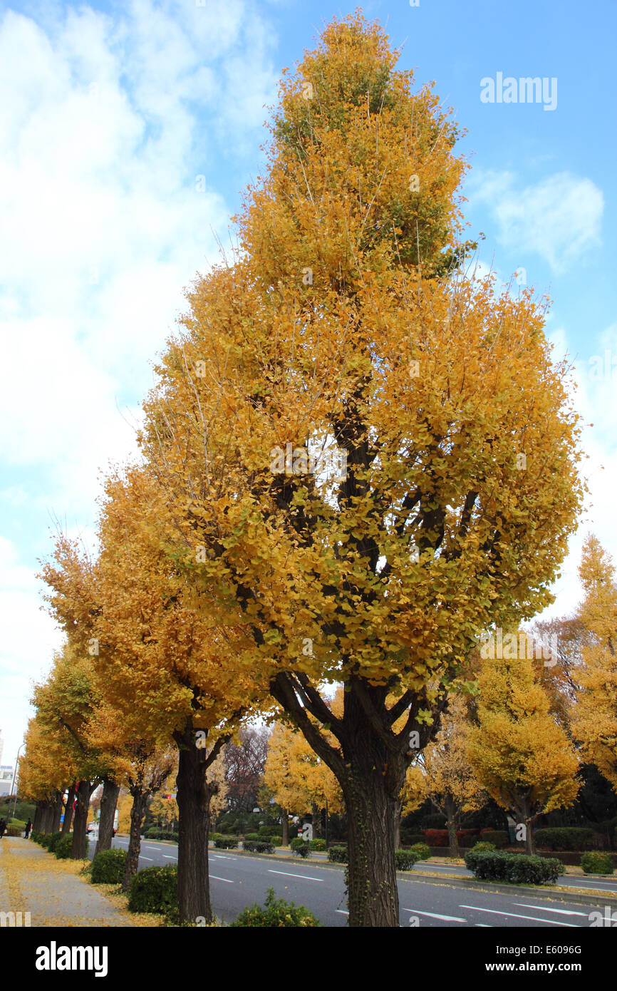 Ginkgo trees in autumn at Tokyo, Japan Stock Photo - Alamy