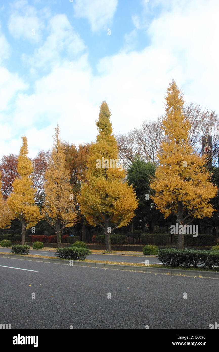Golden ginkgo trees hi-res stock photography and images - Alamy