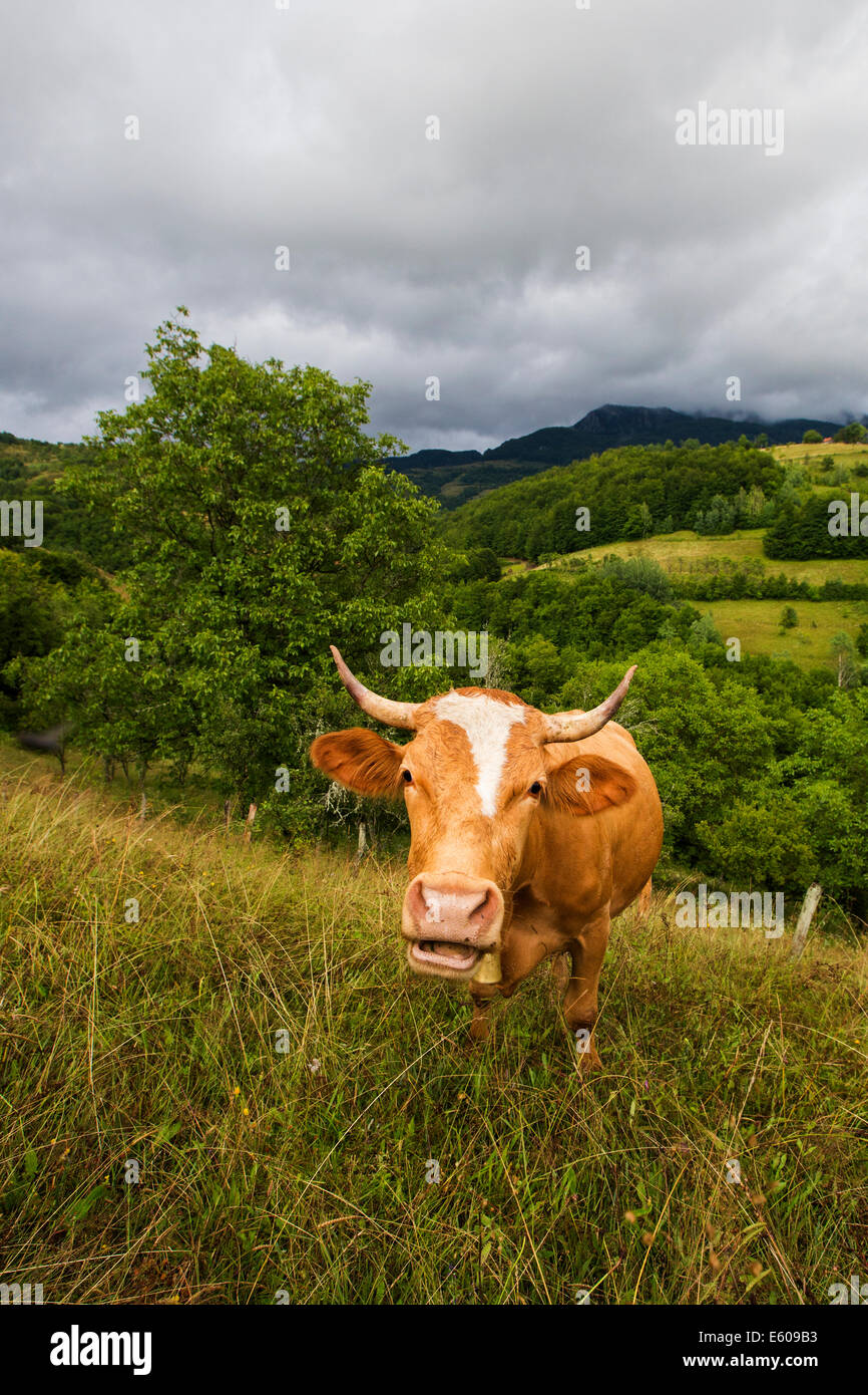 Milka country hi-res stock photography and images - Alamy
