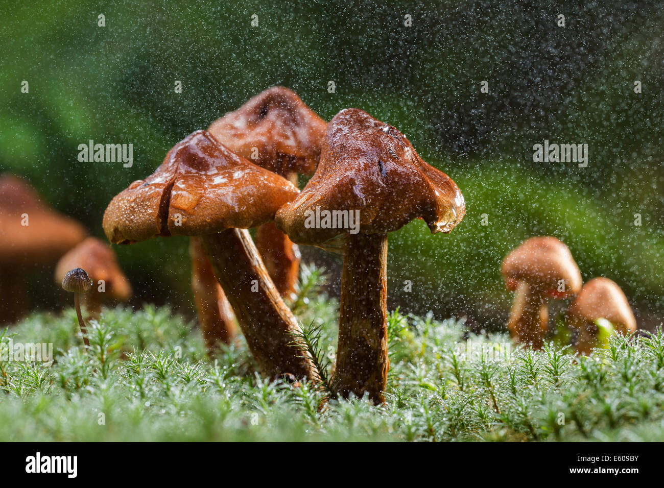 Cortinarius rubellus hi-res stock photography and images - Alamy