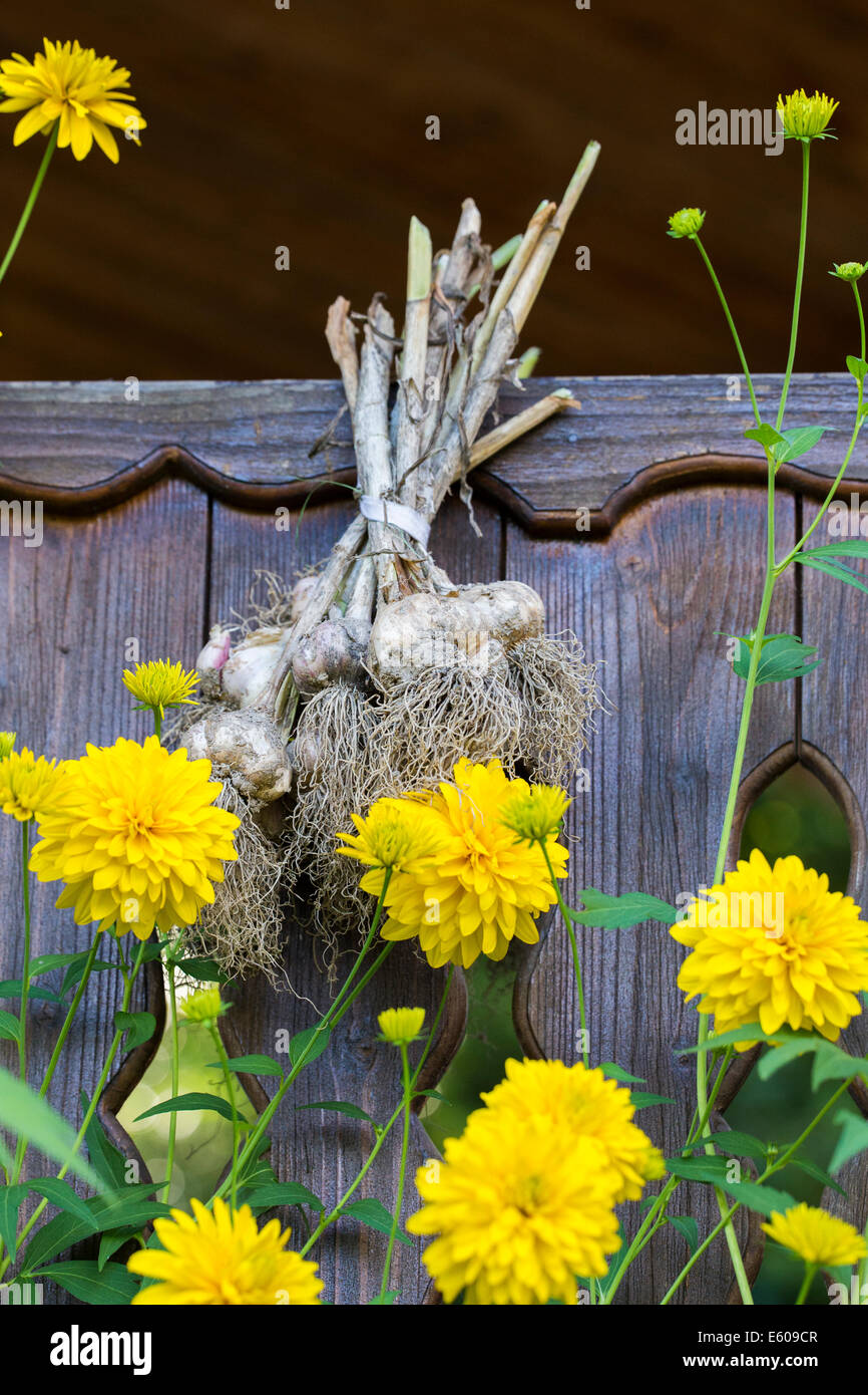 Garlic and flowers-traditional Romanian for vampires and spirits Stock ...