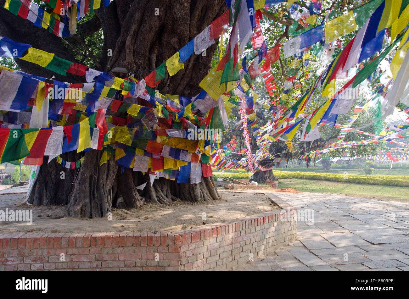 Flags world tree hi-res stock photography and images - Alamy
