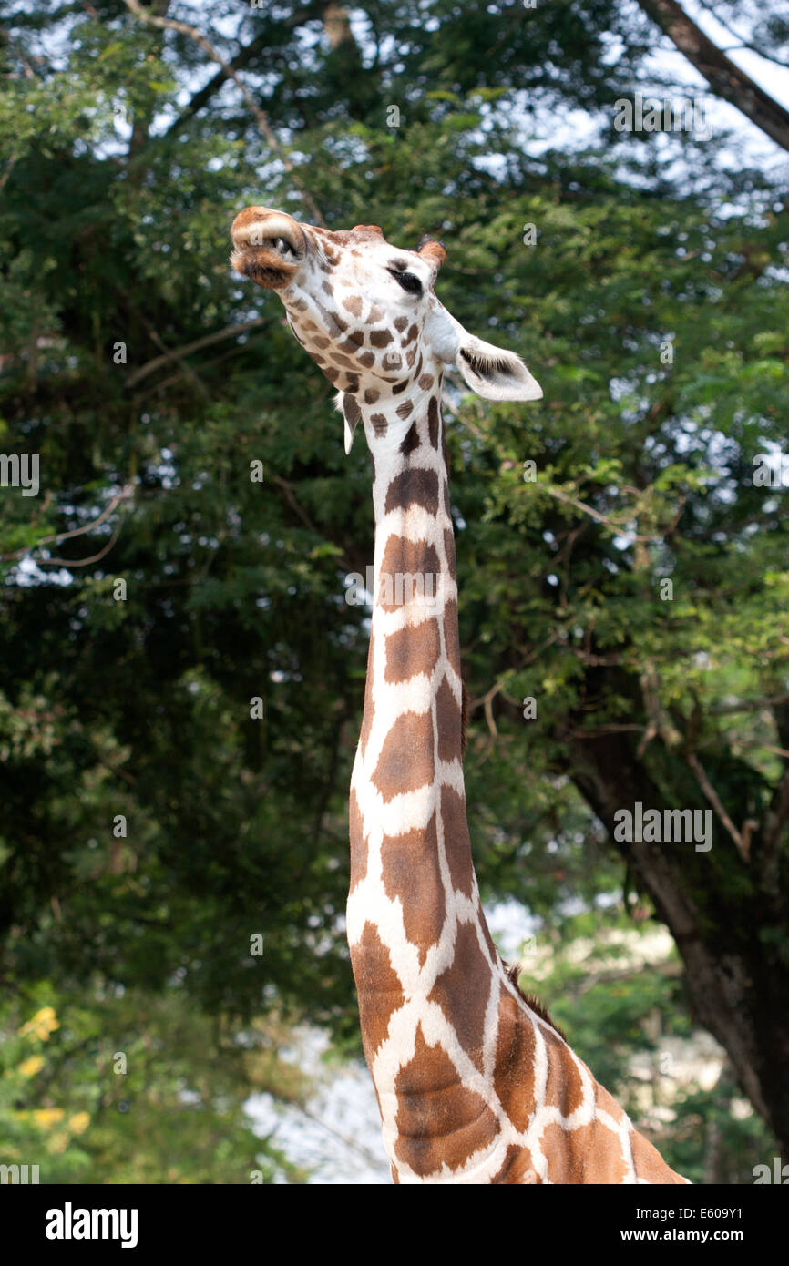 Giraffe plants hi-res stock photography and images - Alamy