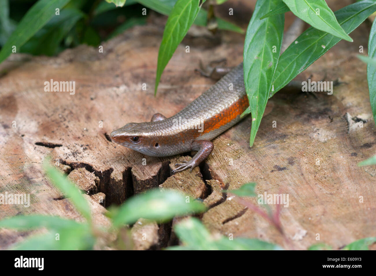 Skinks lizard hi-res stock photography and images - Alamy