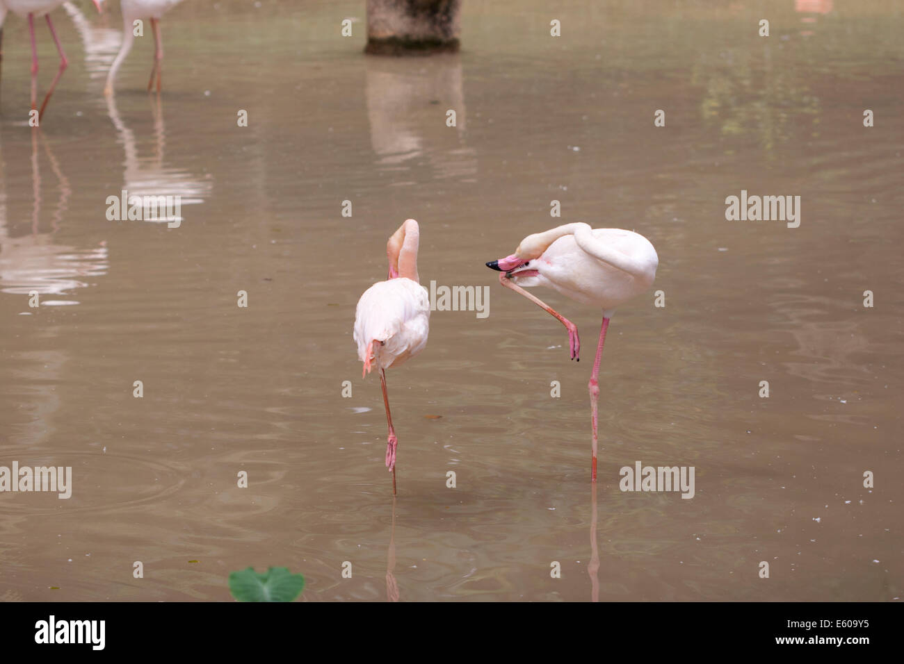 Flamingos wading hi-res stock photography and images - Alamy