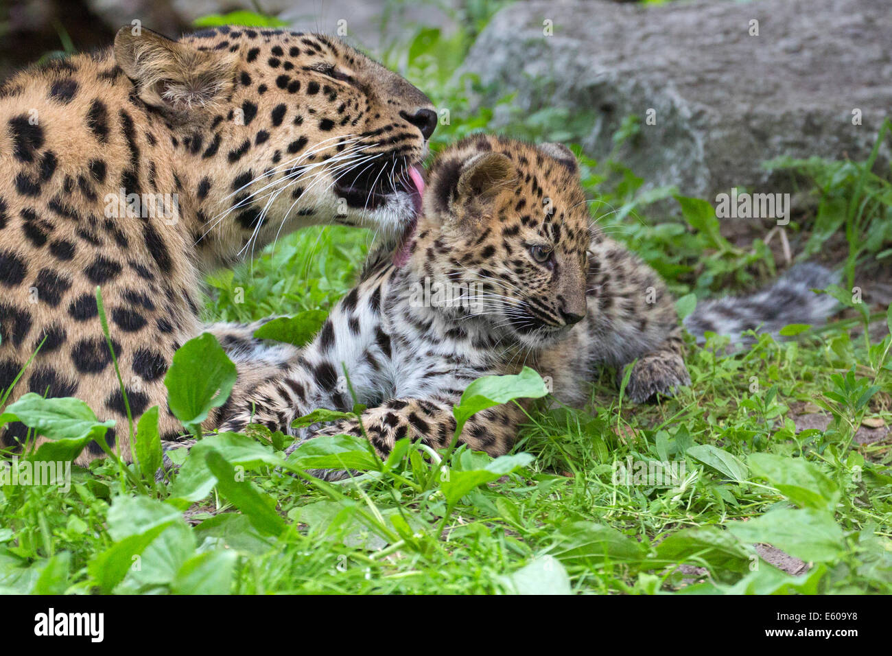 Three cub hi-res stock photography and images - Alamy