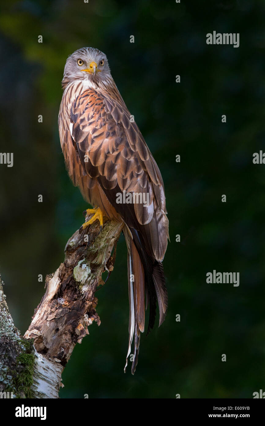 Red kite hi-res stock photography and images - Alamy