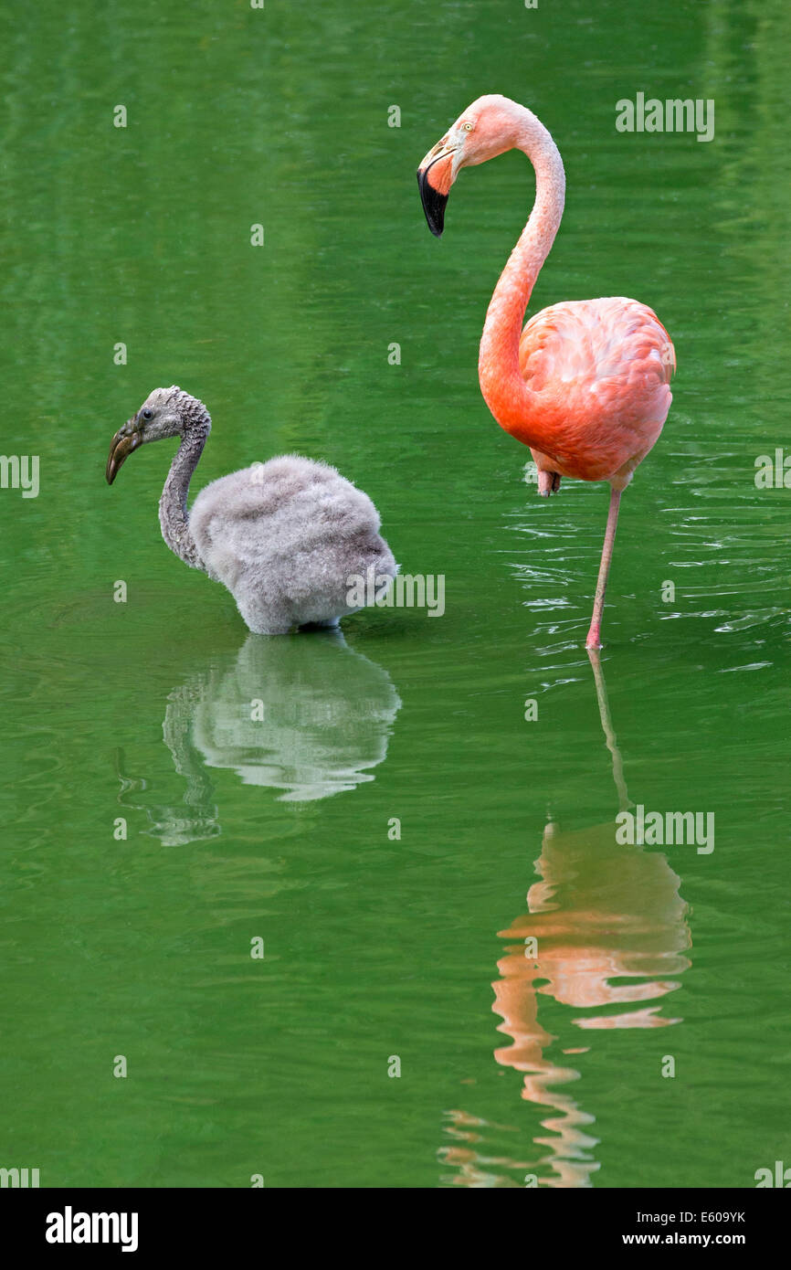 Rosy flamingo hi-res stock photography and images - Alamy