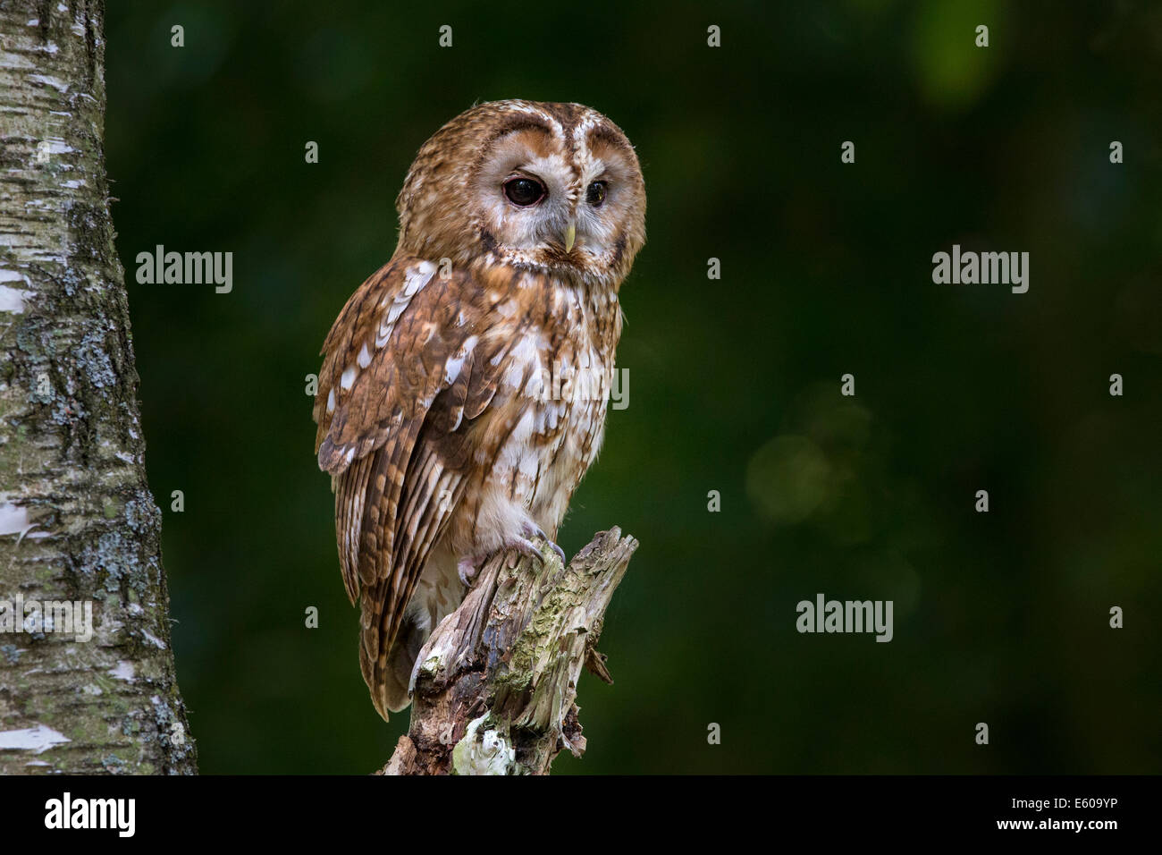 Tawny owl strix aluco portrait hi-res stock photography and images - Alamy