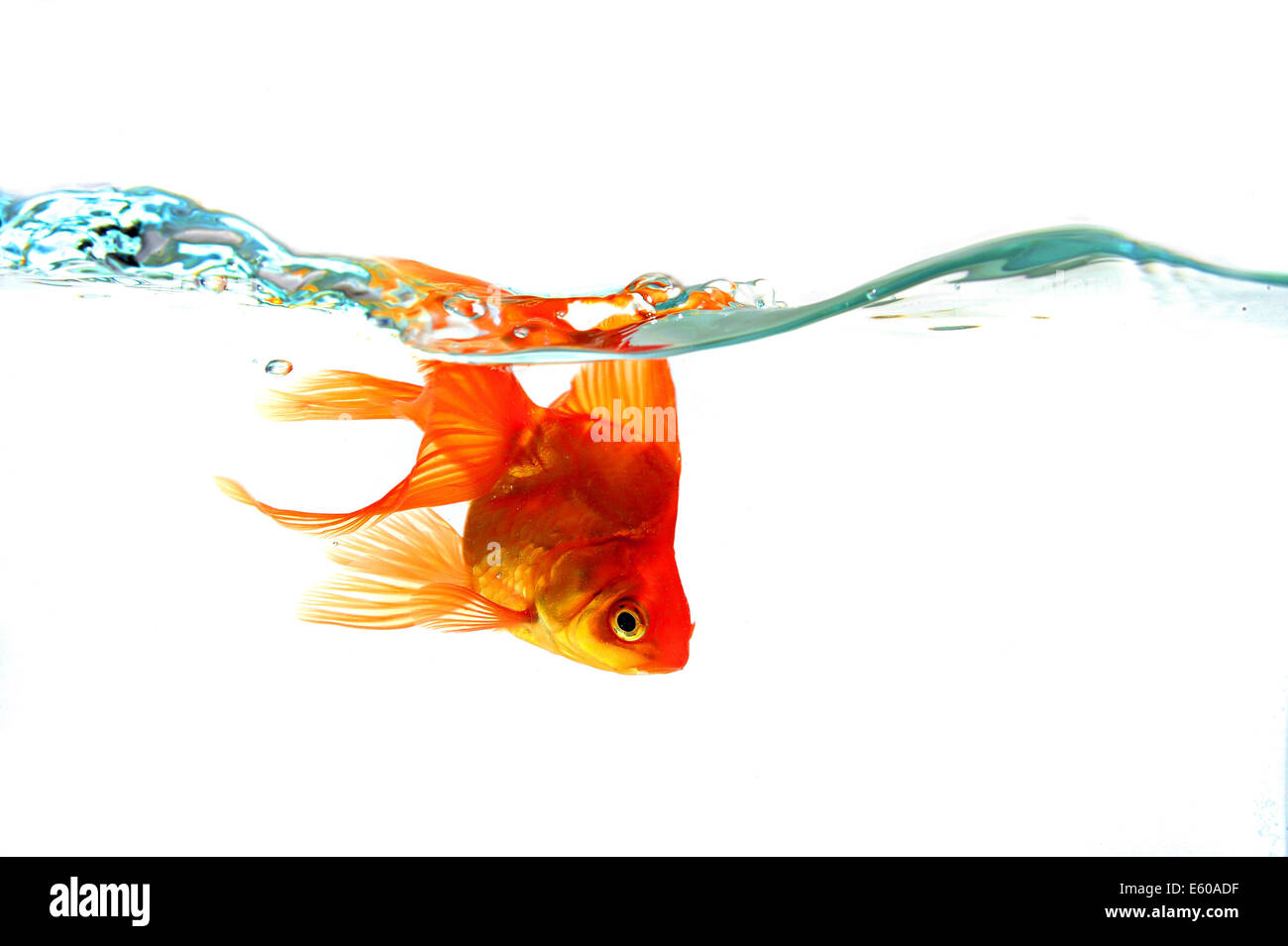 Water fall fish hi-res stock photography and images - Alamy