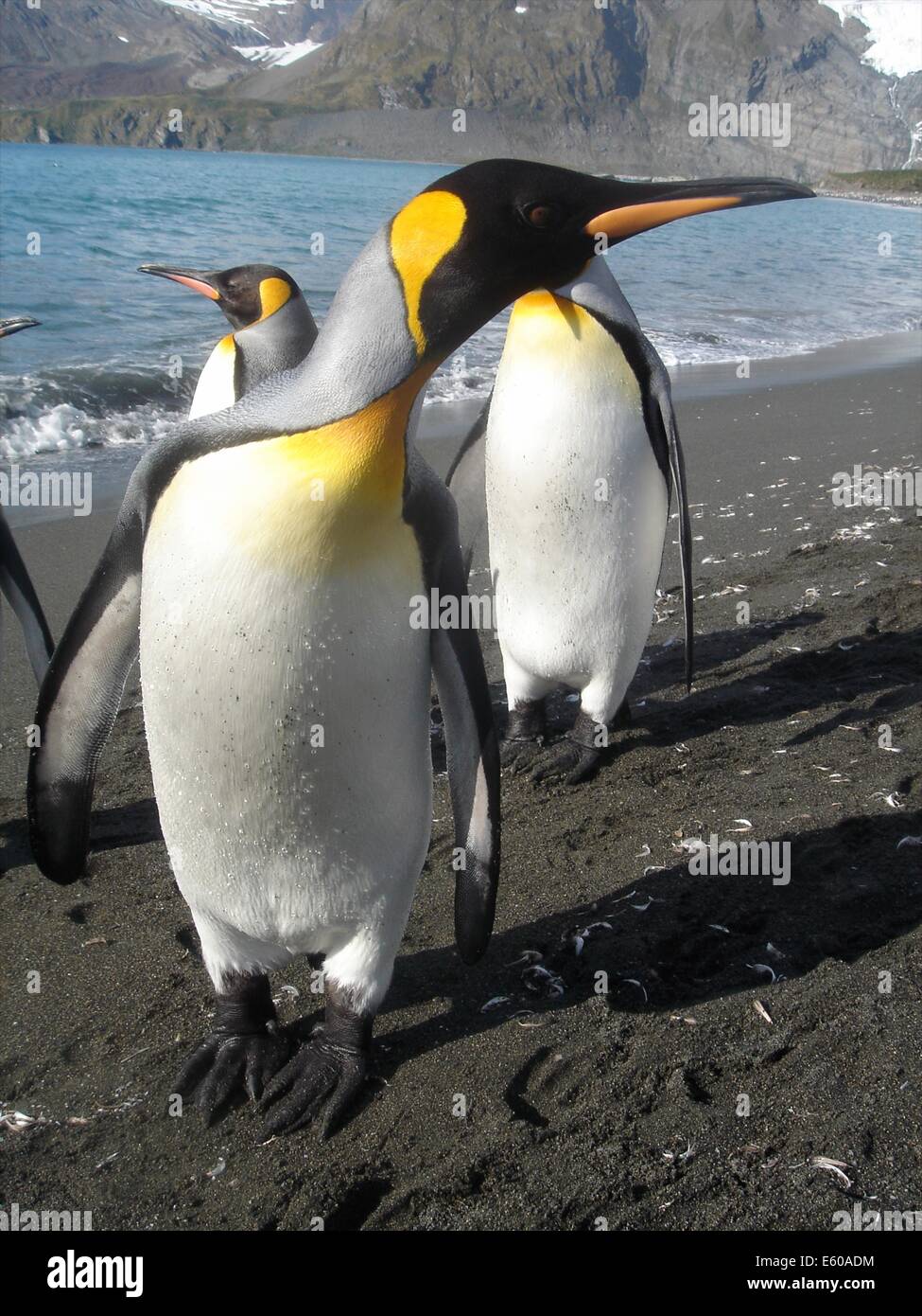 Emperor penguin colony antarctica hi-res stock photography and images ...