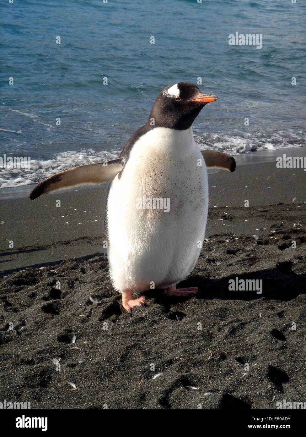 Gentoo penguin (pygoscelis papua) at Palmer Station on the Antarctic ...