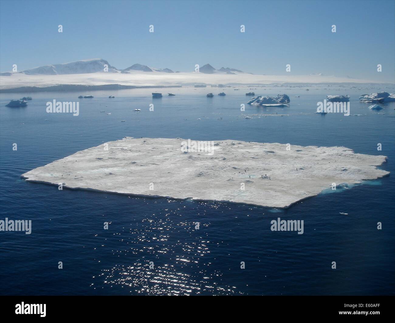 Penguins float on an Iceberg off the Antarctic peninsula Stock Photo ...