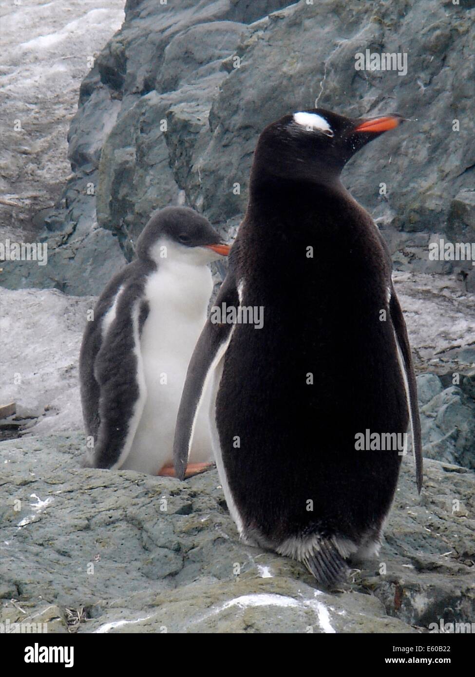 Palmer research station antarctica hi-res stock photography and images ...