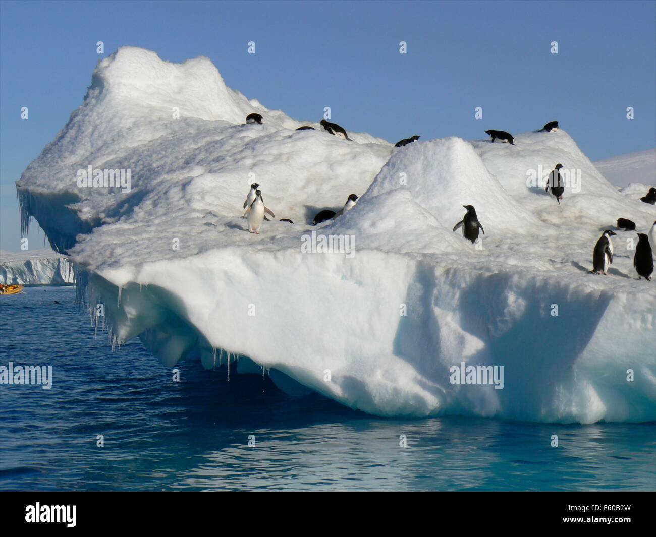 Penguins float on an Iceberg off the Antarctic peninsula Stock Photo ...