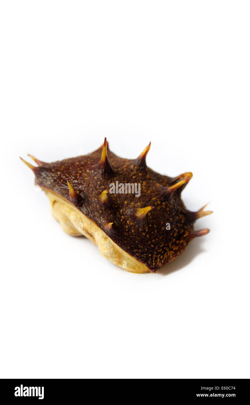 Chestnut spiky shell Cut Out Stock Images & Pictures - Alamy