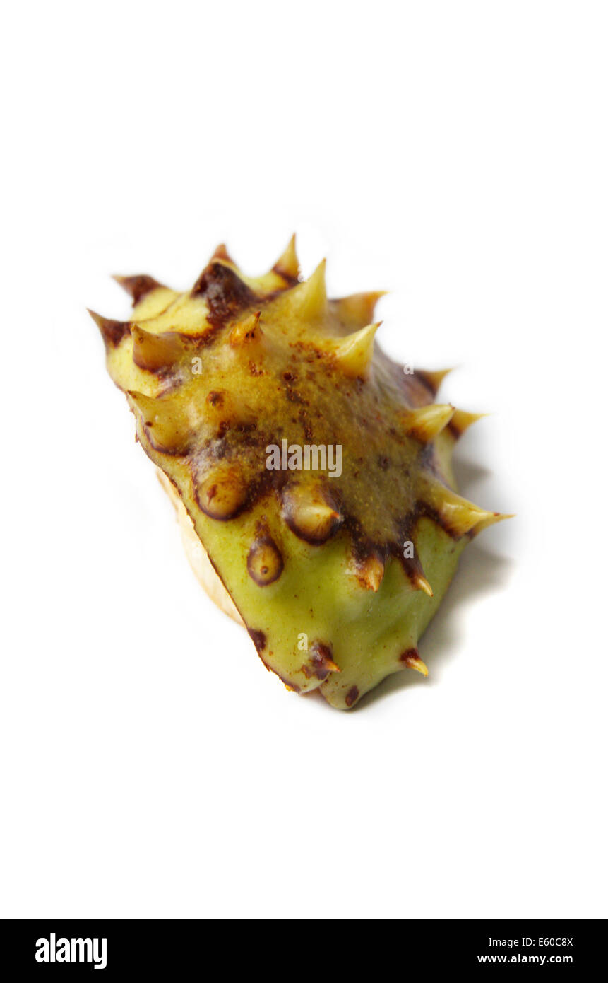 Chestnut open prickly shell hi-res stock photography and images - Alamy