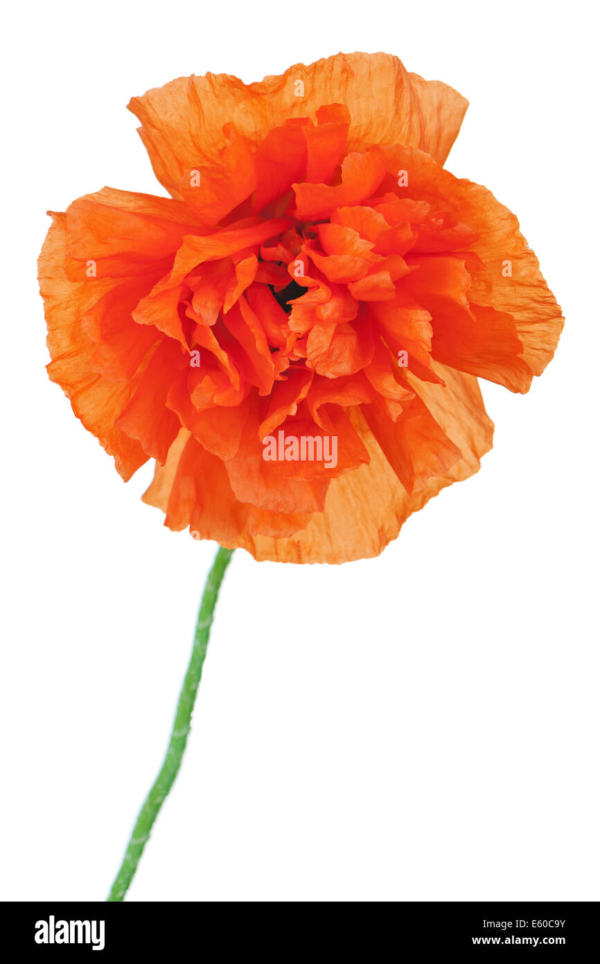 Single poppy flower isolated on white background. Closeup Stock Photo ...