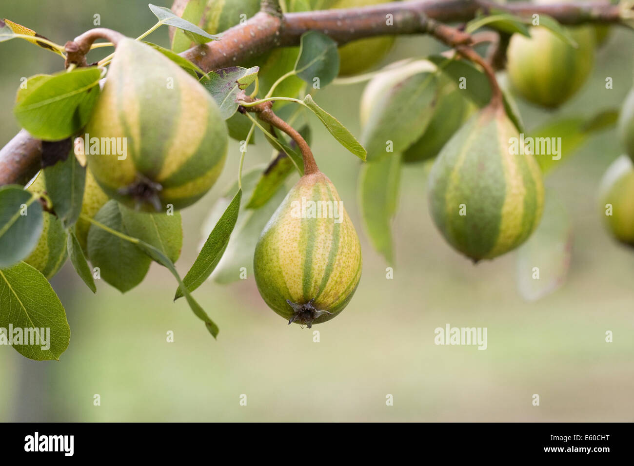 Pear humbug hi-res stock photography and images - Alamy