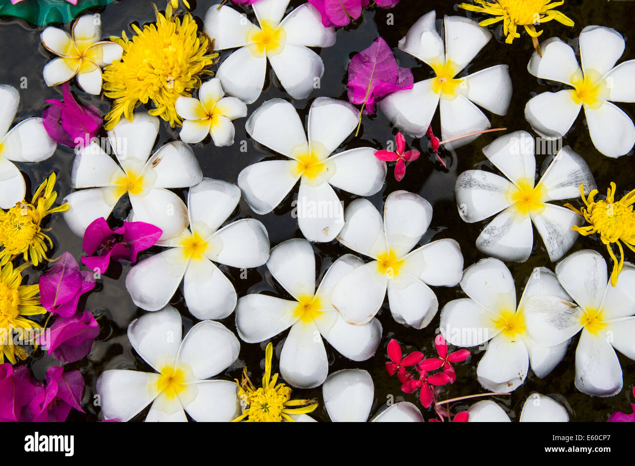 Frangipani flower hi-res stock photography and images - Alamy