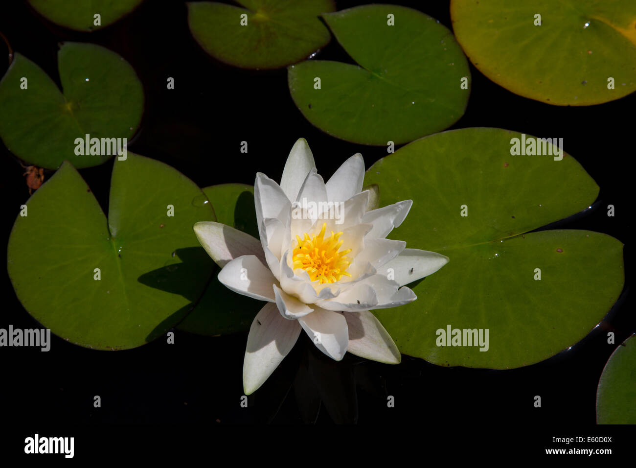 Hywel the good hi-res stock photography and images - Alamy