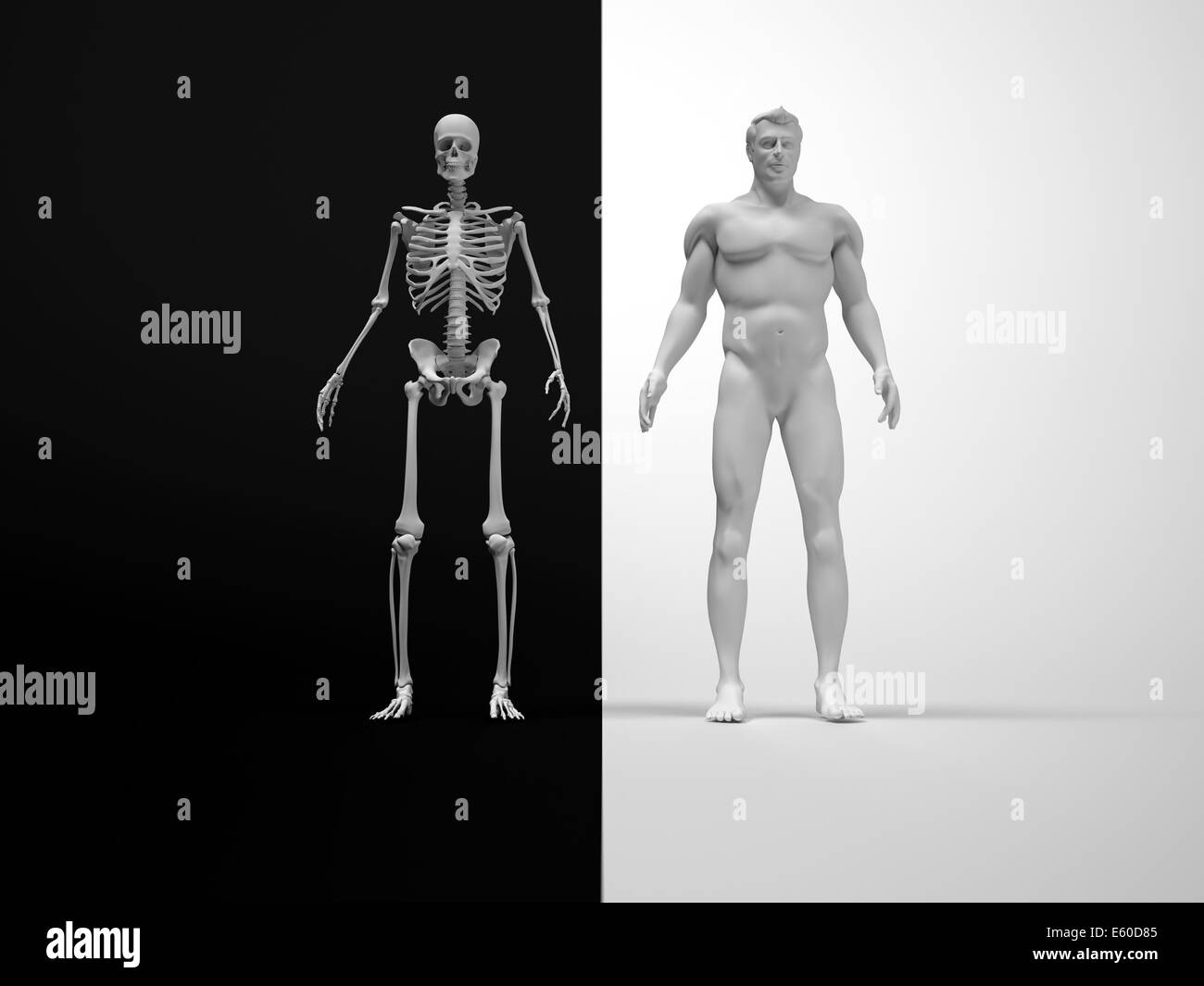 3d man anatomy render Black and White Stock Photos & Images - Alamy