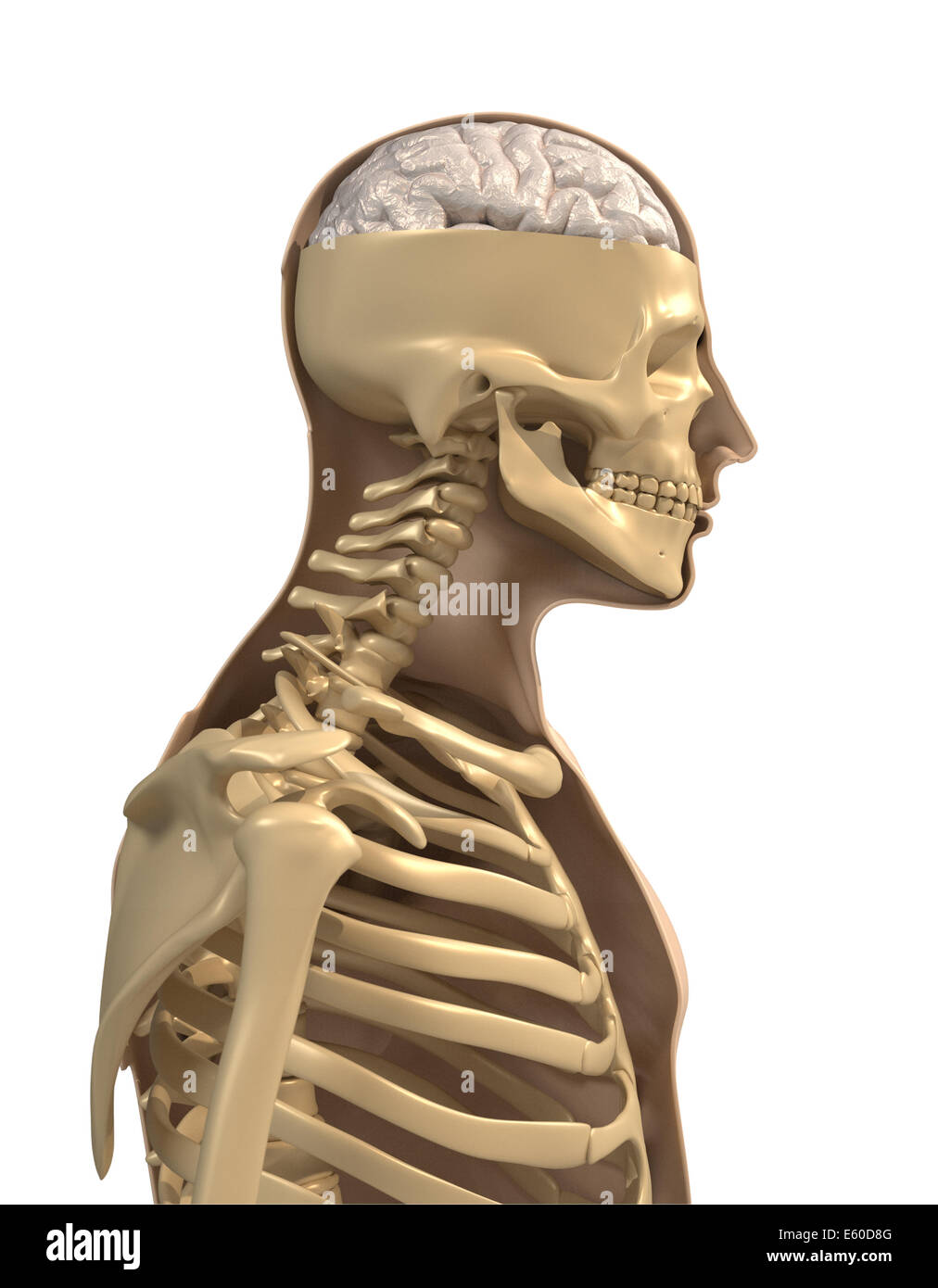 Human body half hi-res stock photography and images - Alamy