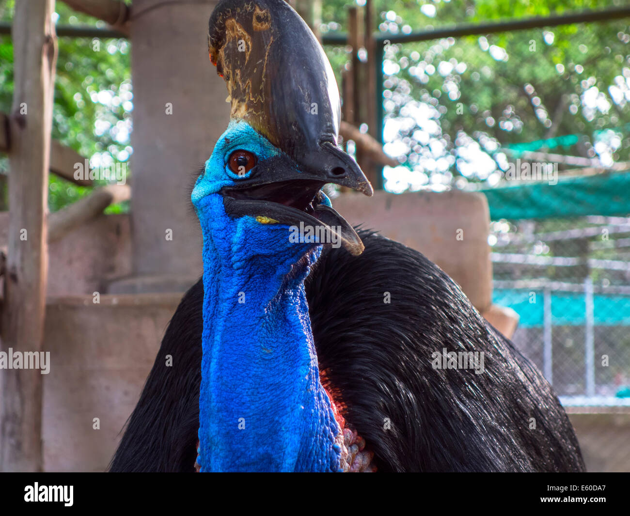 Southern Cassowary, Face Stock Photo - Alamy